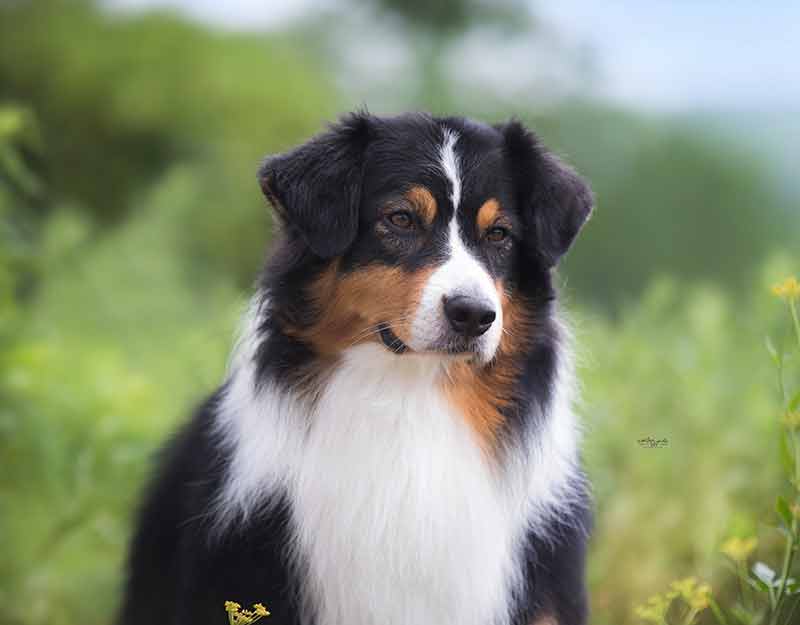 Catalina Aussie Puppies, Colorado Puppies