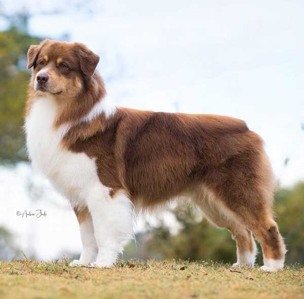 Colorado Australian Shepherd puppies, Catalina
